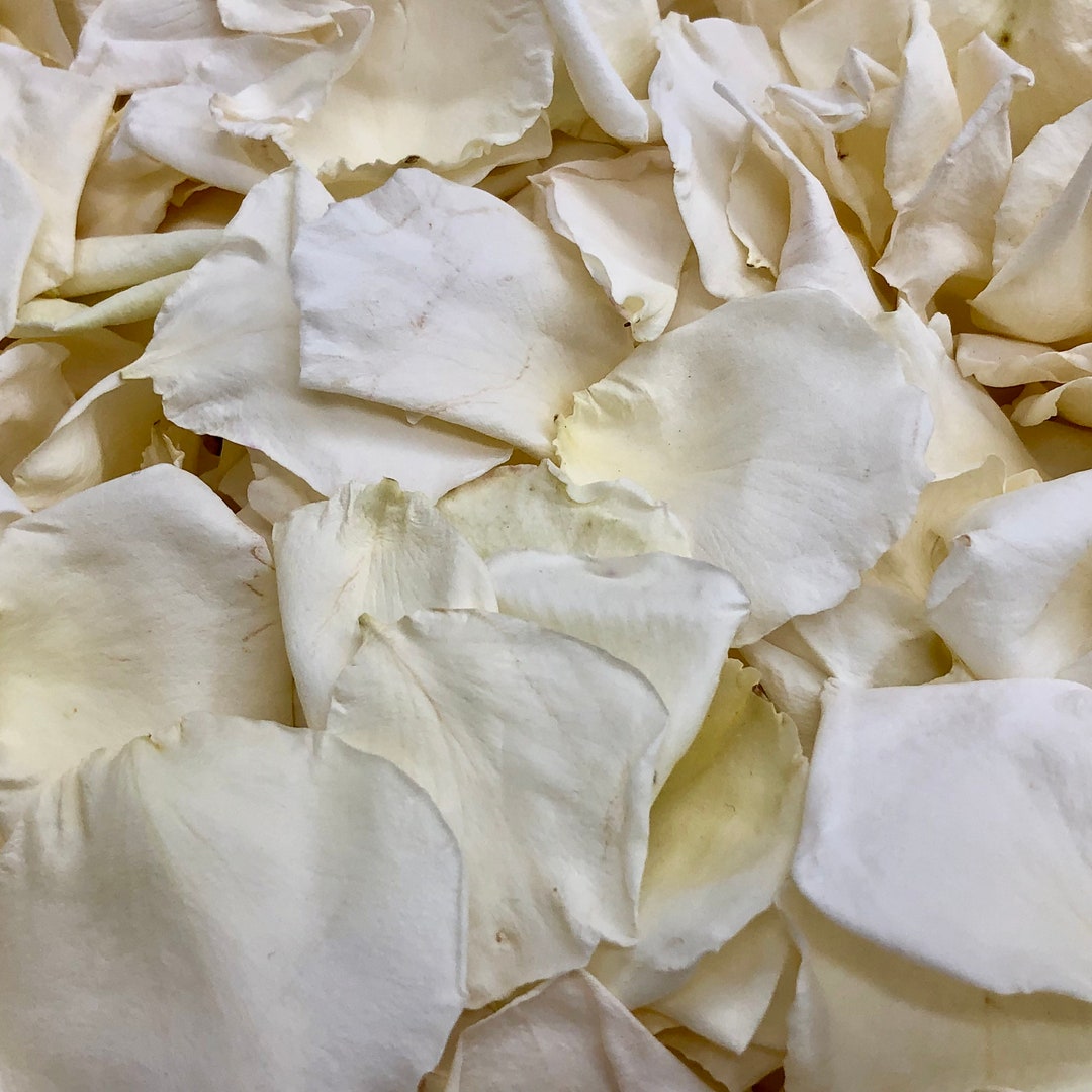 Moonlight Rose Petals 200 Cups. Real Petals. Eco-friendly Biodegradable ...