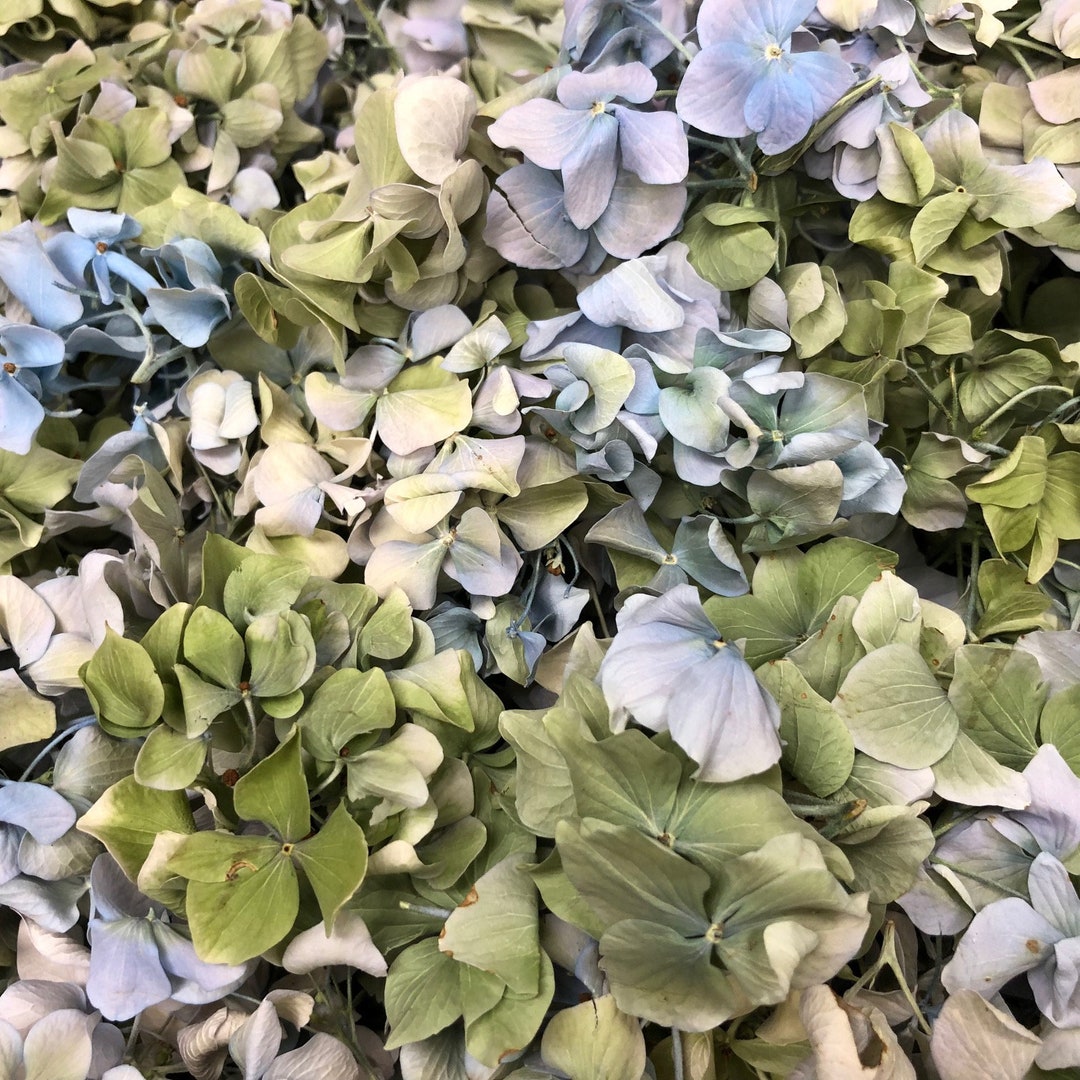 100 Cups Blue Green Hydrangea Petals. Wedding Petals. Freeze-dried ...