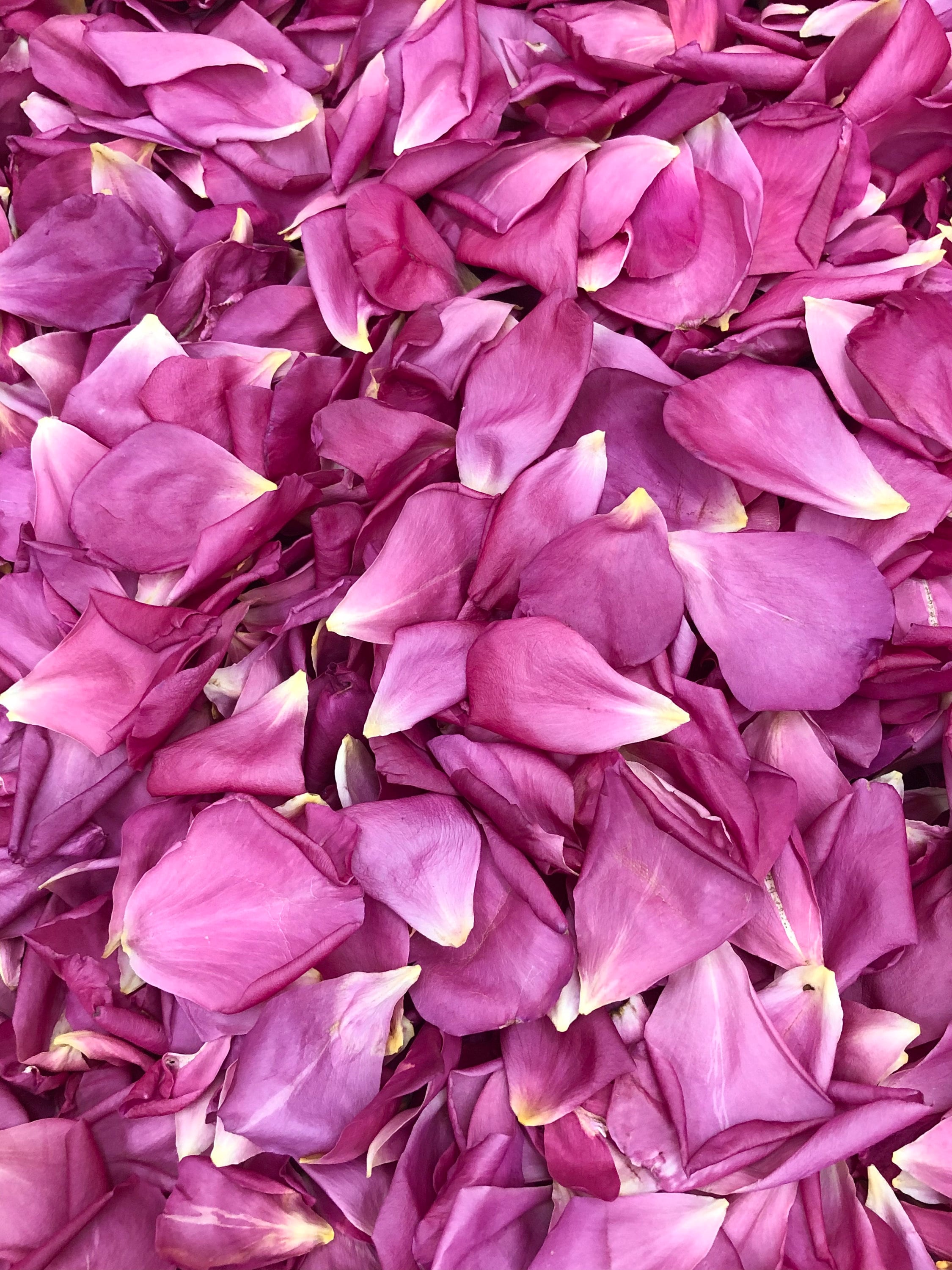 American Beauty Rose Petals