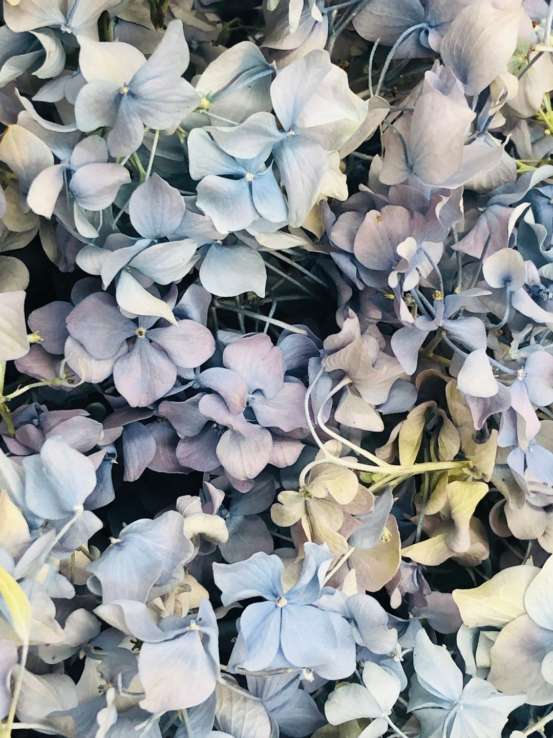 Blue Hydrangea Petals. 10 Cups Wedding Petals. Freeze Dried - Etsy