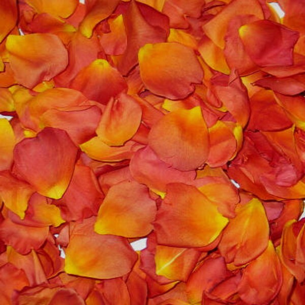 Real Flower Petals - Etsy