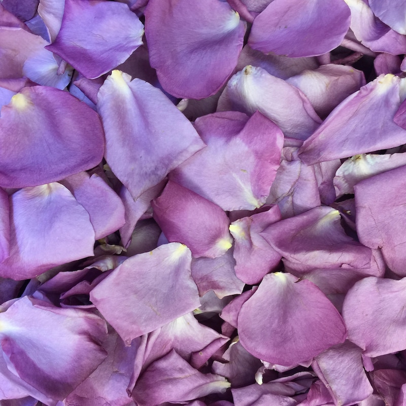 Real Flower Petals - Etsy