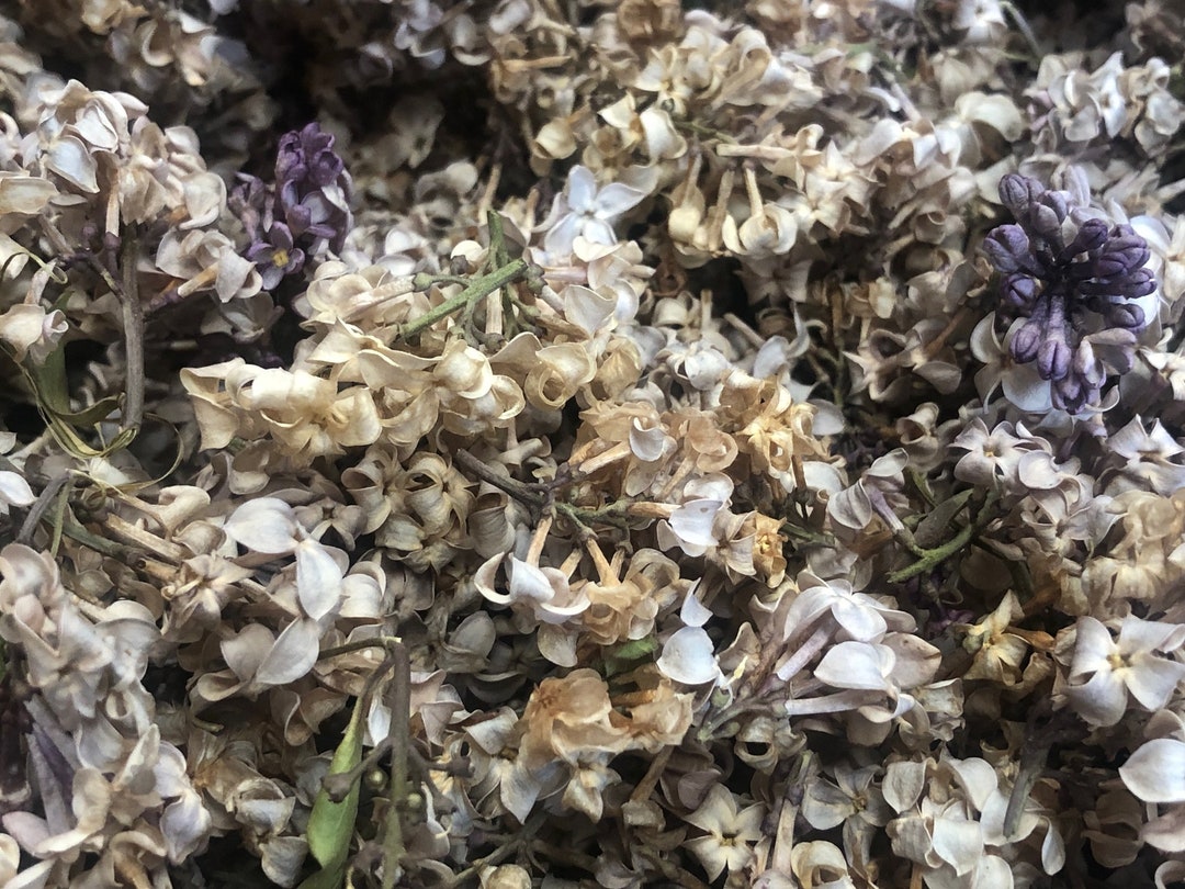 10 Cups Freeze-dried Lilac Petals: Natural Wedding Confetti, USA Grown ...