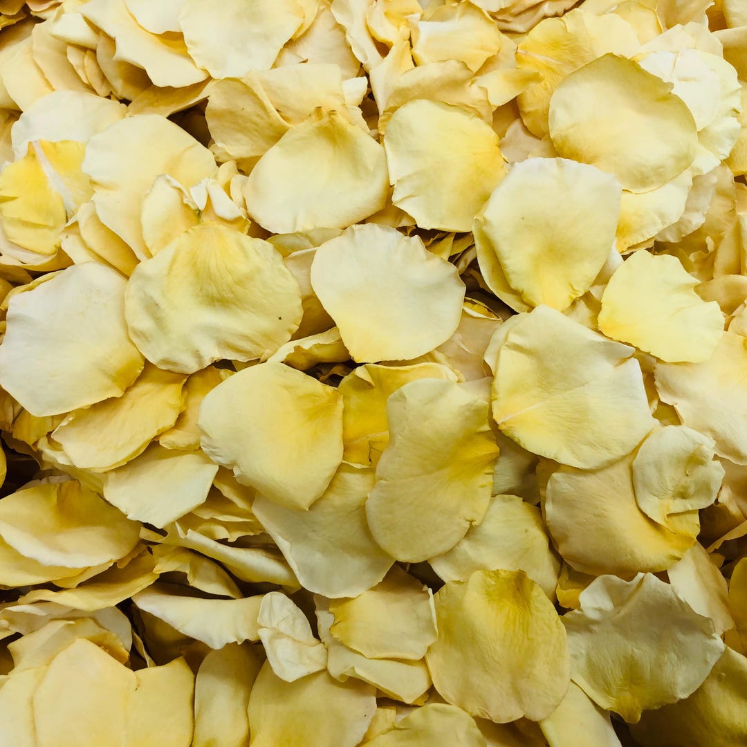 200 Cups Yellow Rose Petals. Wedding Petals. Flower Petals. Flower ...