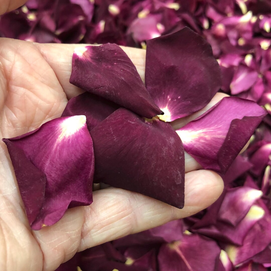 100 Cups Merlot Rose Petals. Wedding Petals. Flower Petals. Natural ...