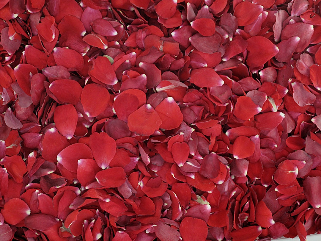 200 Cups Red Rose Petals. Flower Petals. Flower Confetti. Flower Girl ...
