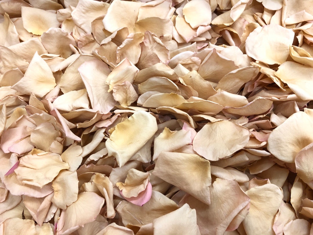 Mocha Rose Petals: 30 Cups Real Flower Wedding Confetti. Oregon, USA ...