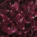 Merlot Rose Petals.30 Cups.petals.flower Petals.flower Confetti.freeze ...