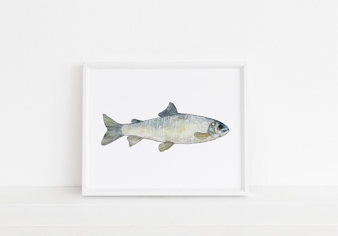 Whitefish Watercolor Art Print, Trout, Fishing, Fish, Fly Fishing ...