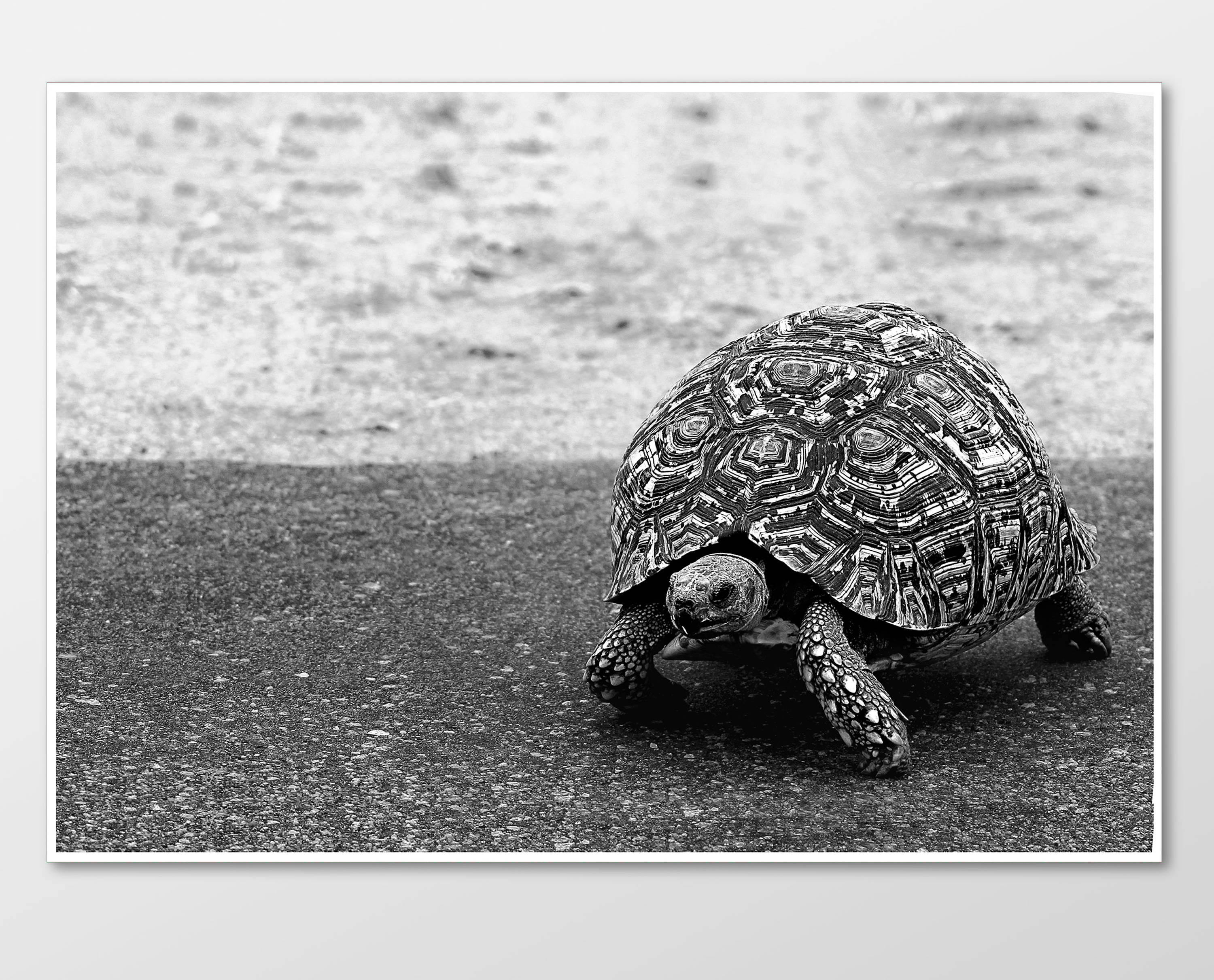 Descargar de tortuga Digital fotografía blanco y negro para | Etsy