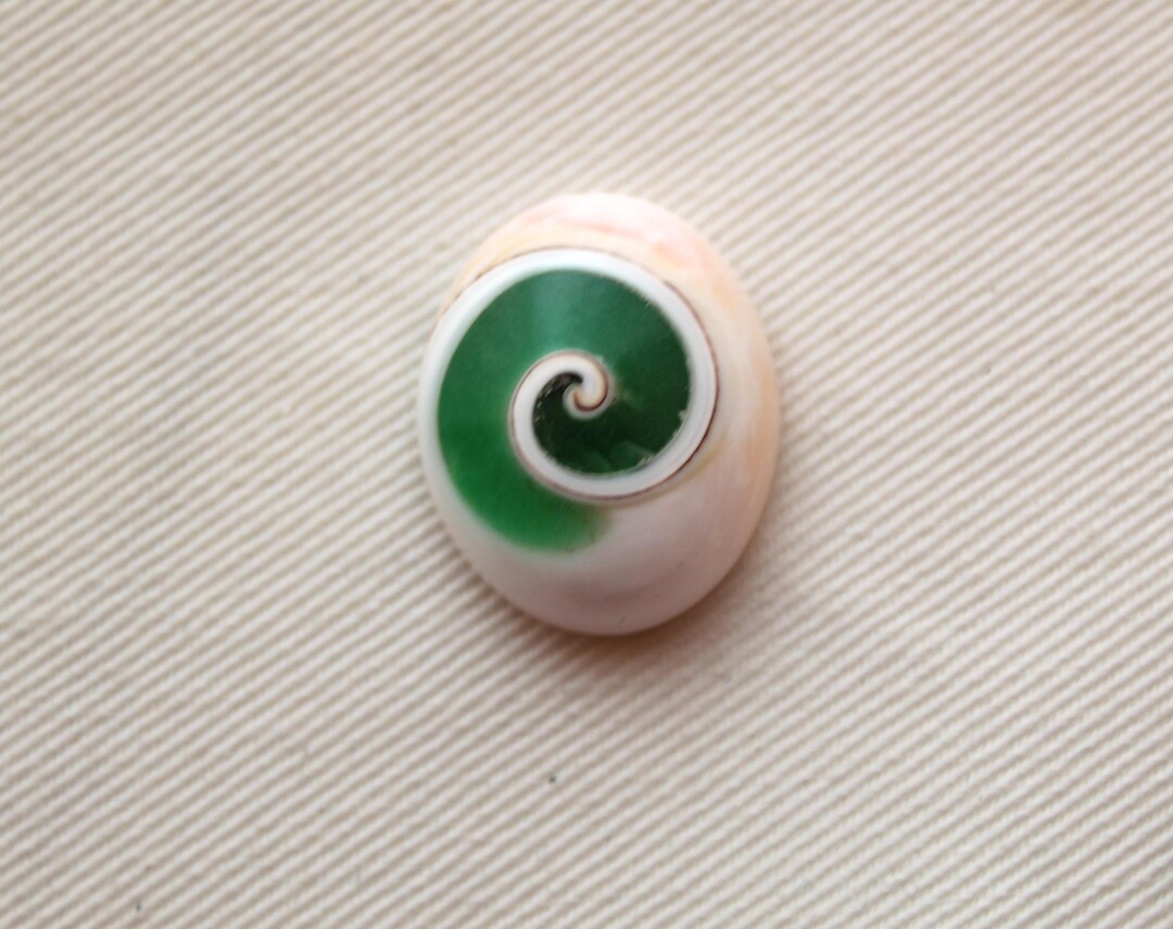 Green Shiva Eye Snail Fossil Oval Gemstone - Etsy