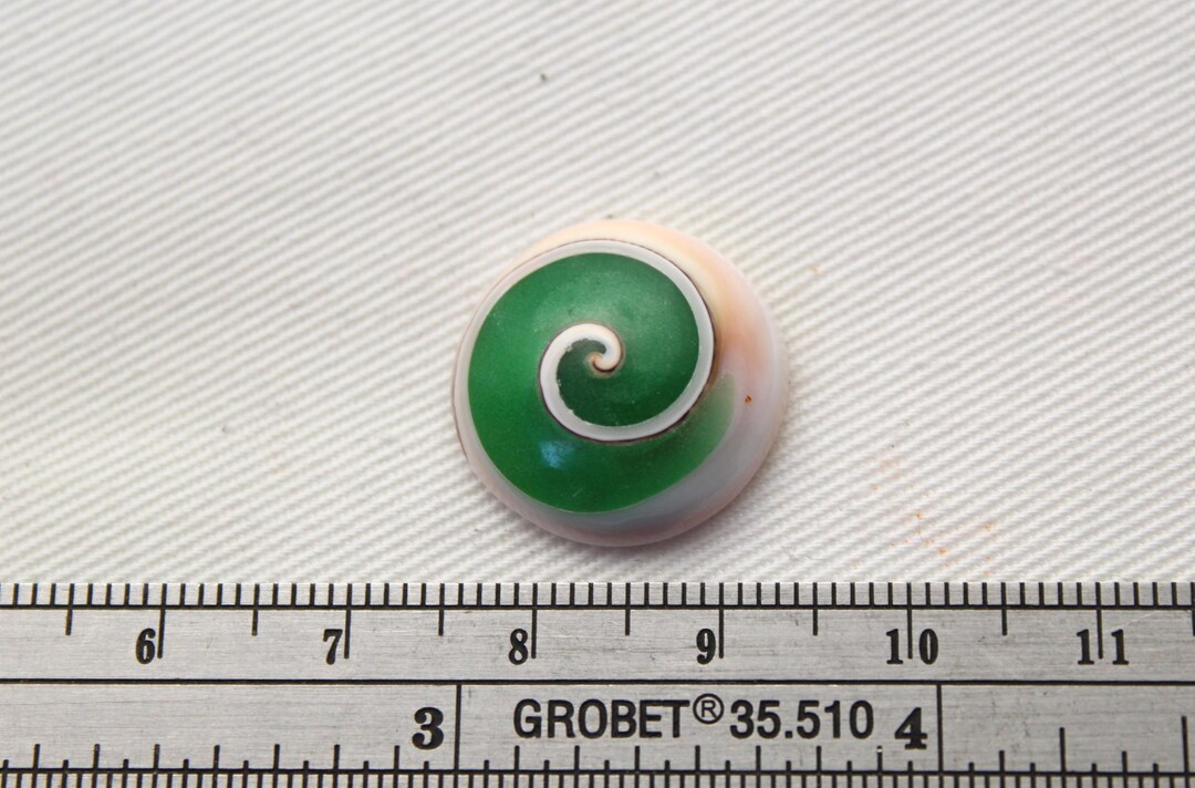 Green Shiva Eye Snail Fossil Round Gemstone 19MM - Etsy