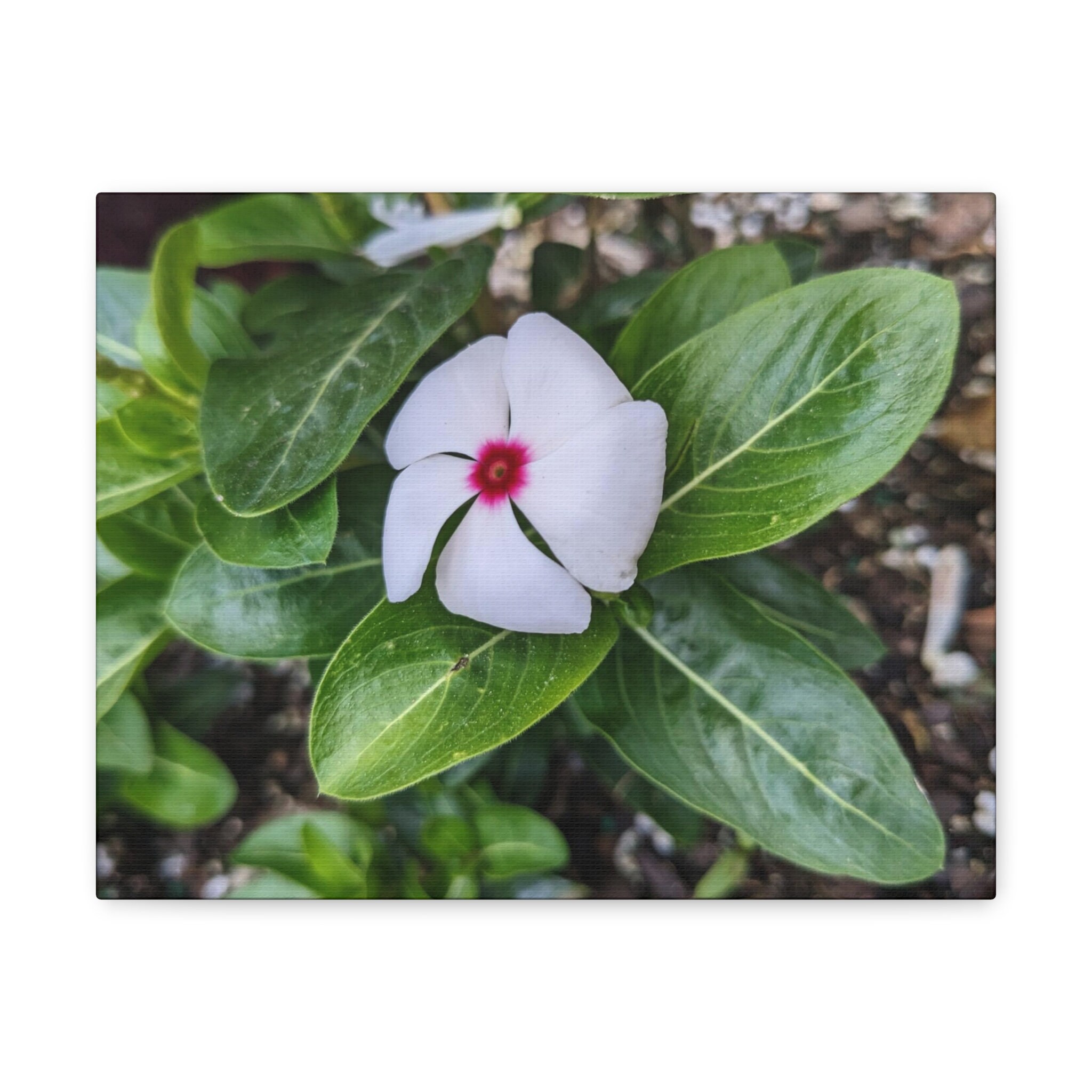 Madagascar Periwinkle - Etsy