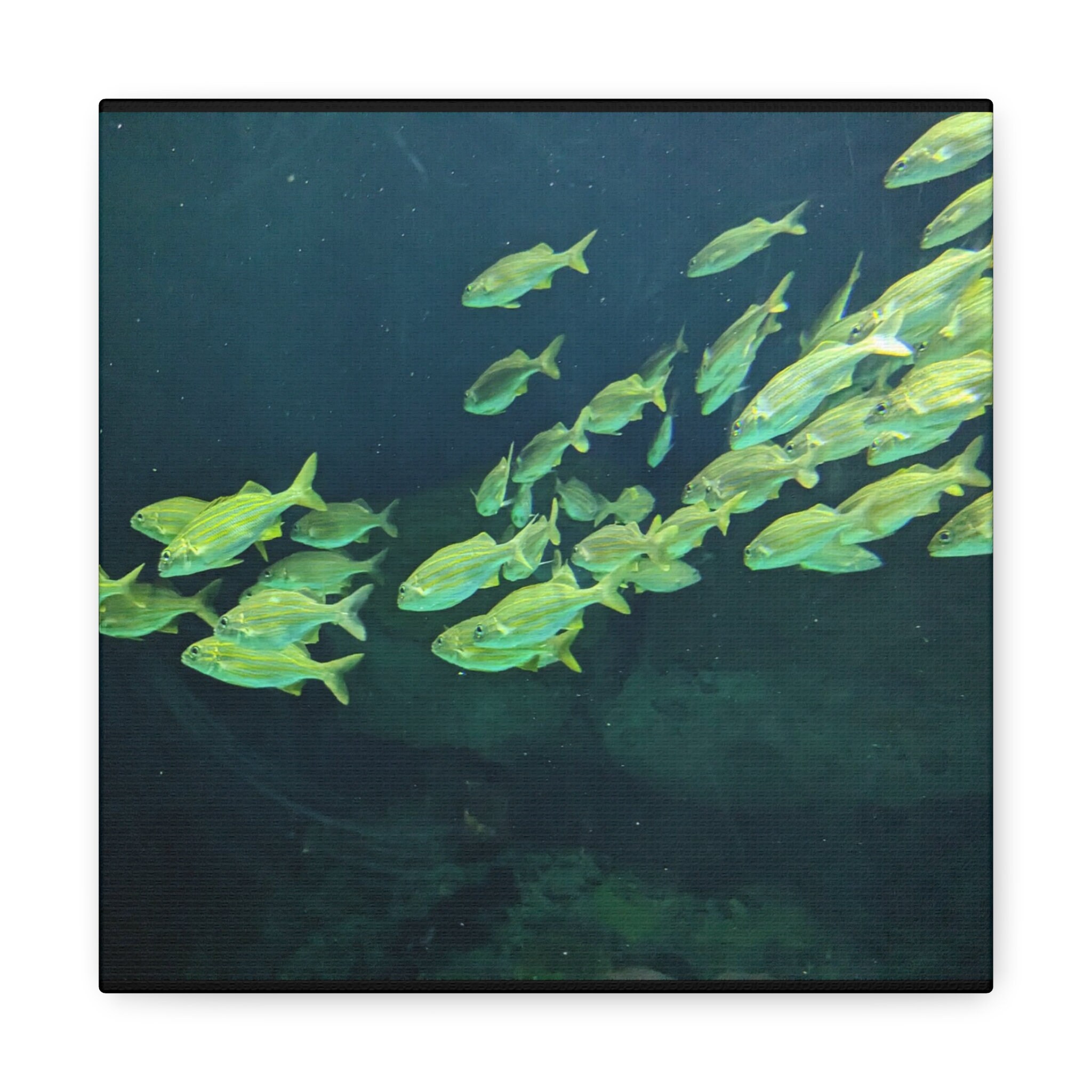 A School of Yellowtail Snapper - Etsy