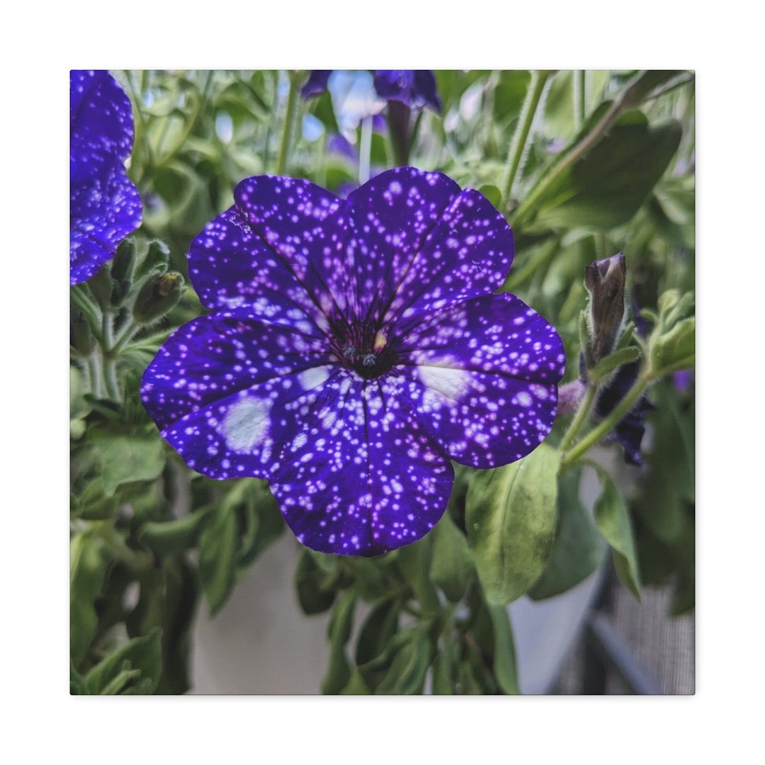 Spotted Petunia - Etsy
