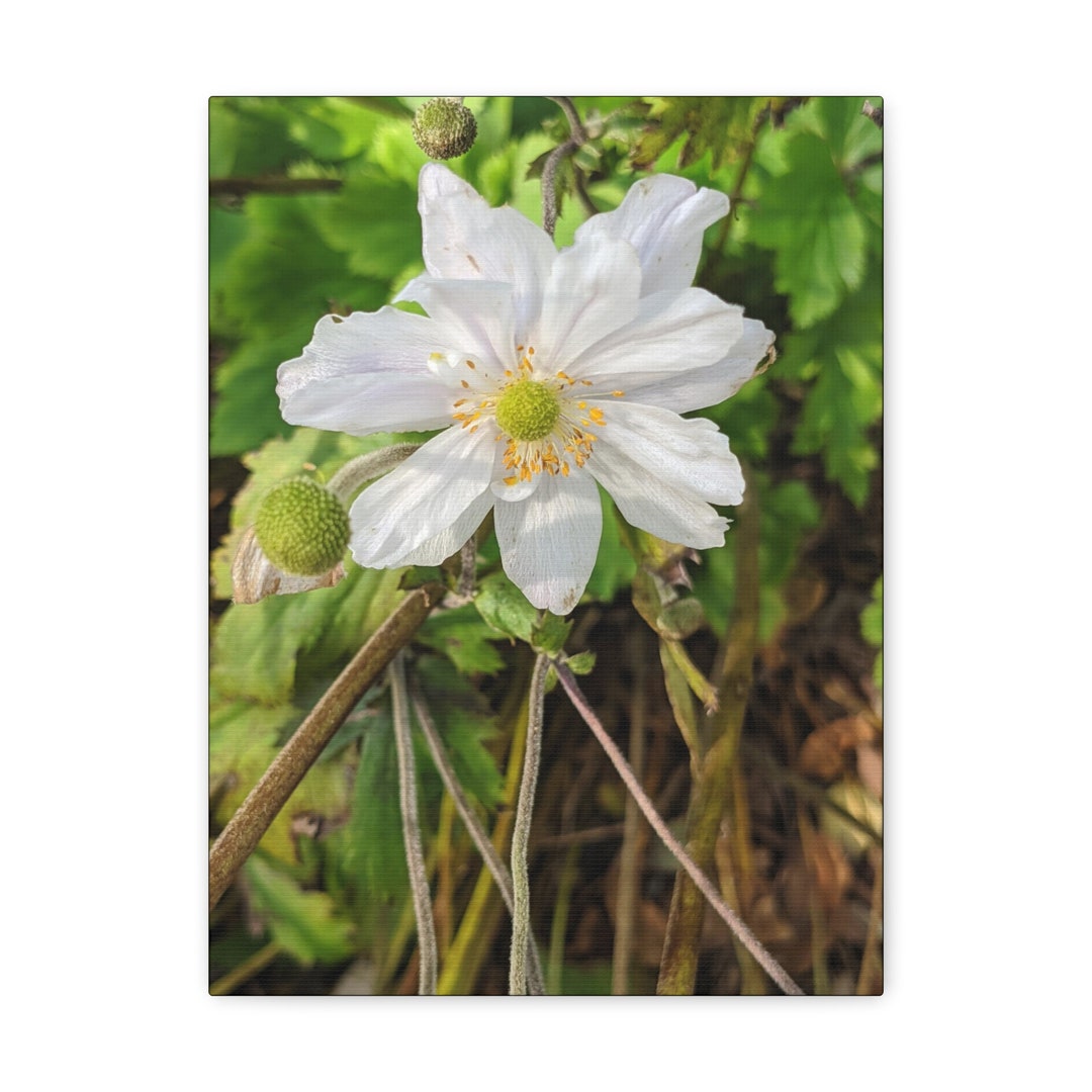 Japanese Anemonie - Etsy
