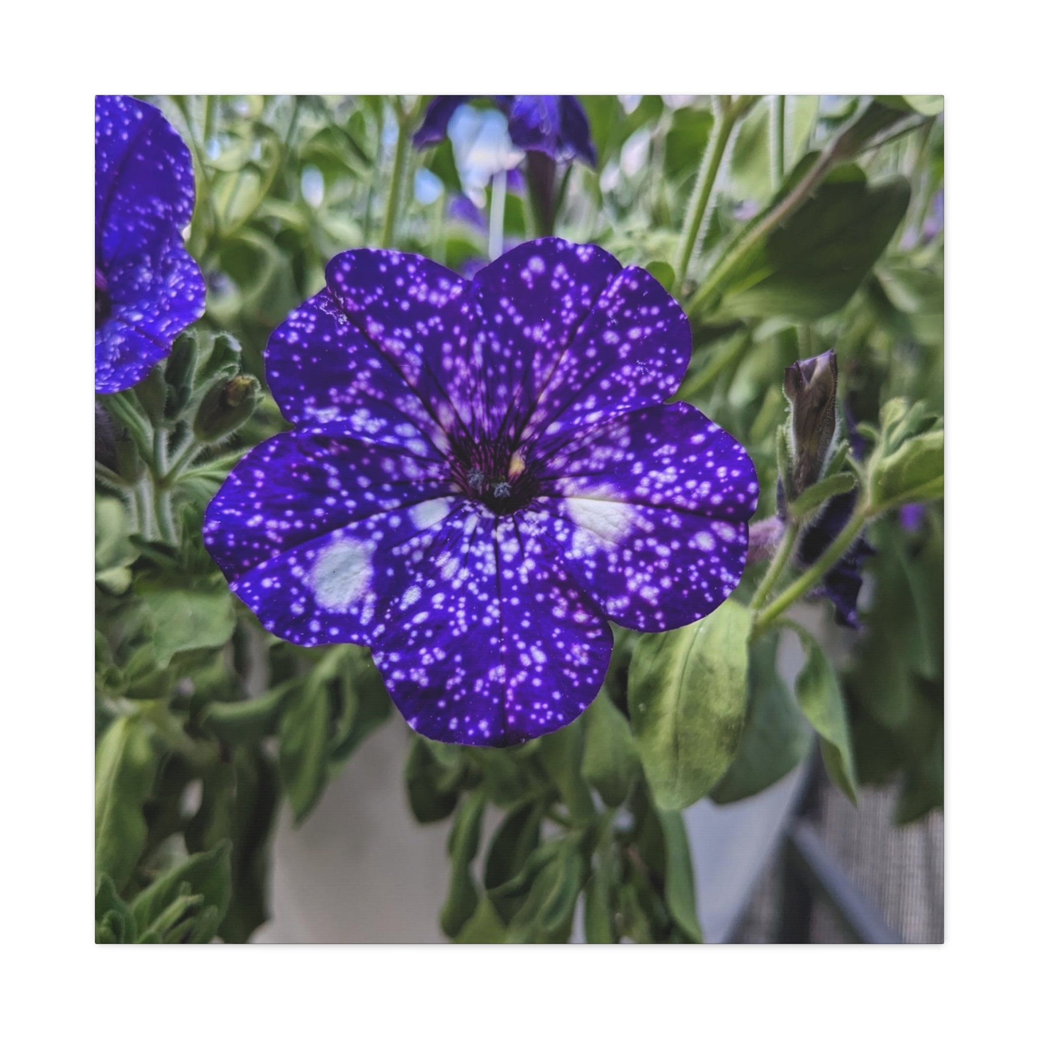 Spotted Petunia - Etsy
