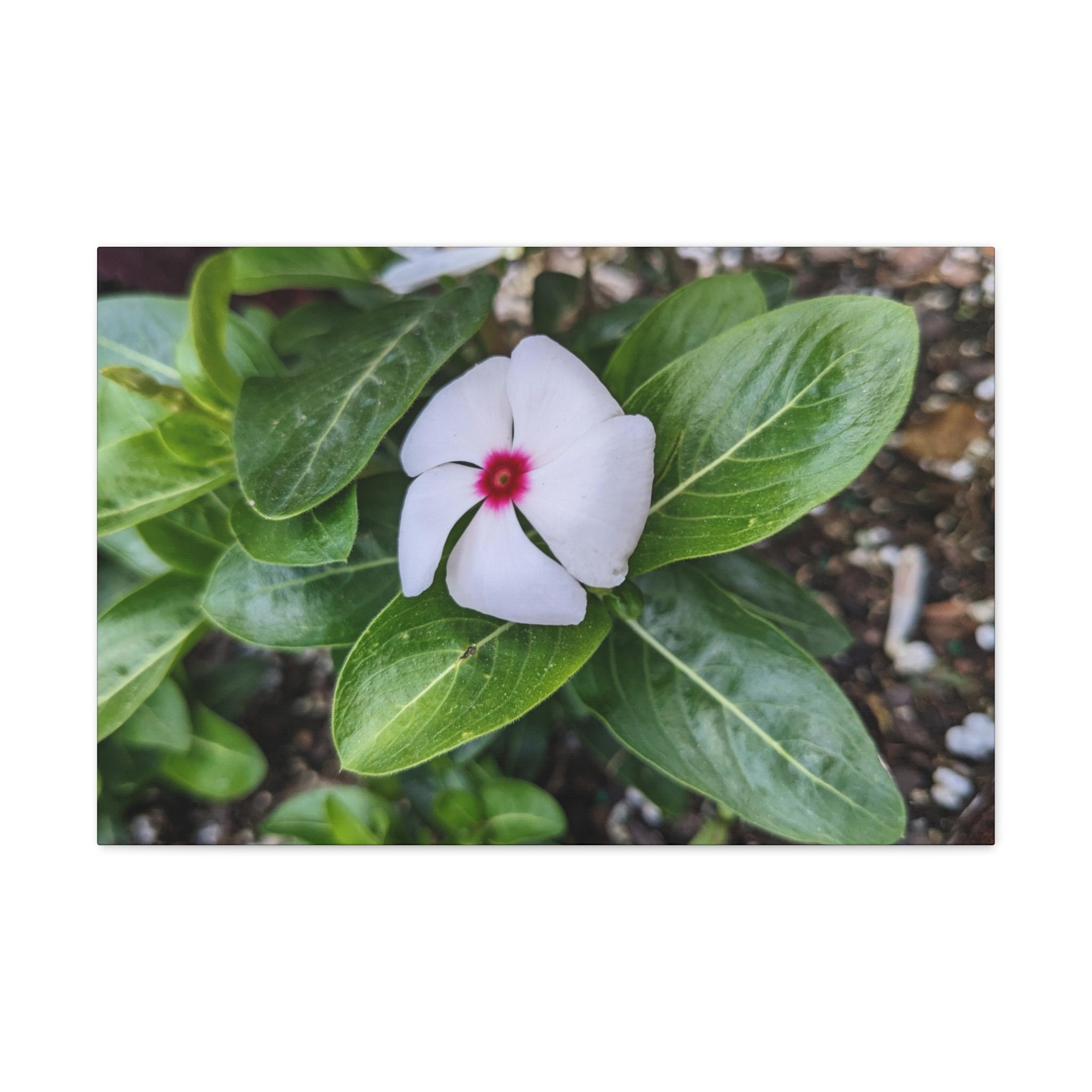 Madagascar Periwinkle - Etsy