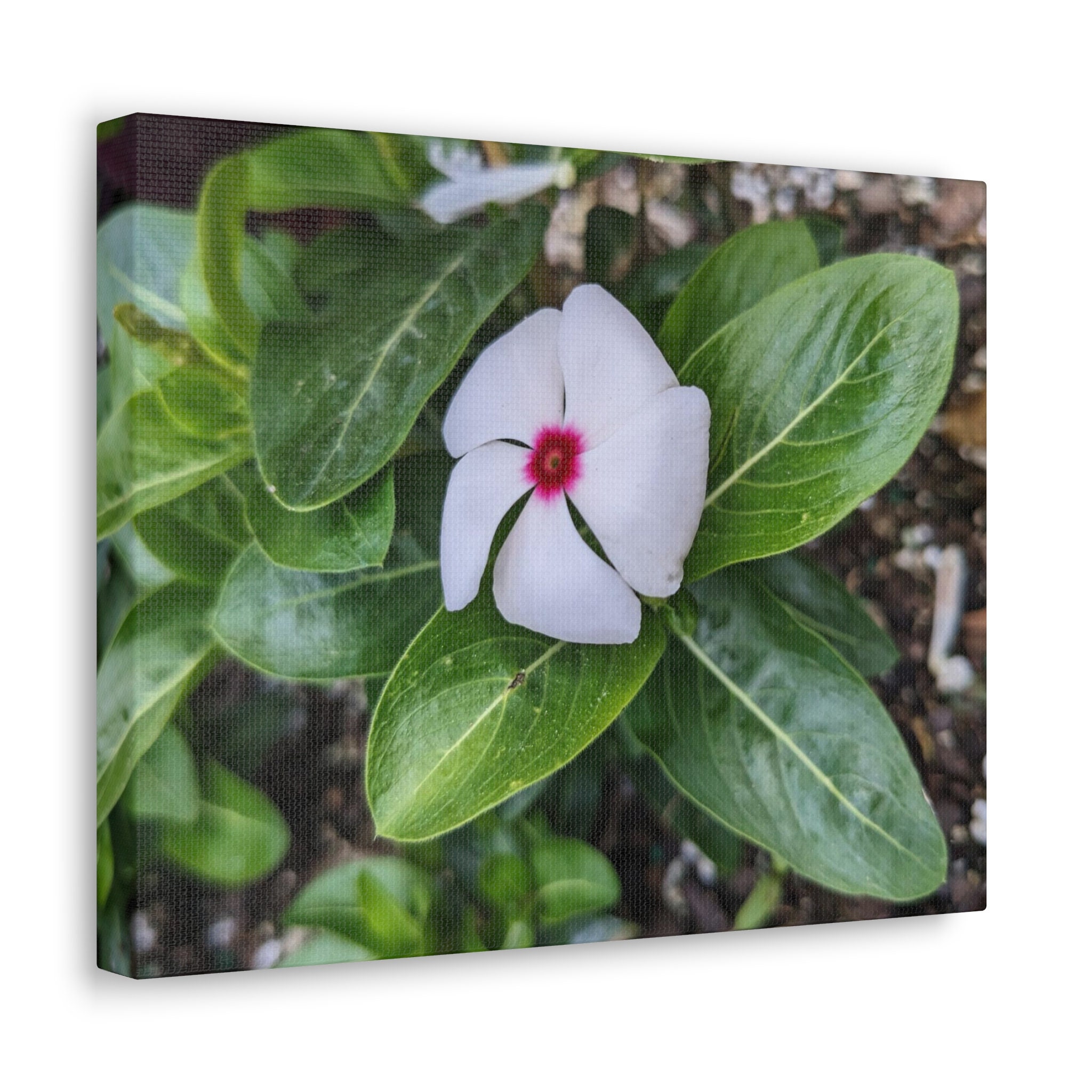 Madagascar Periwinkle - Etsy