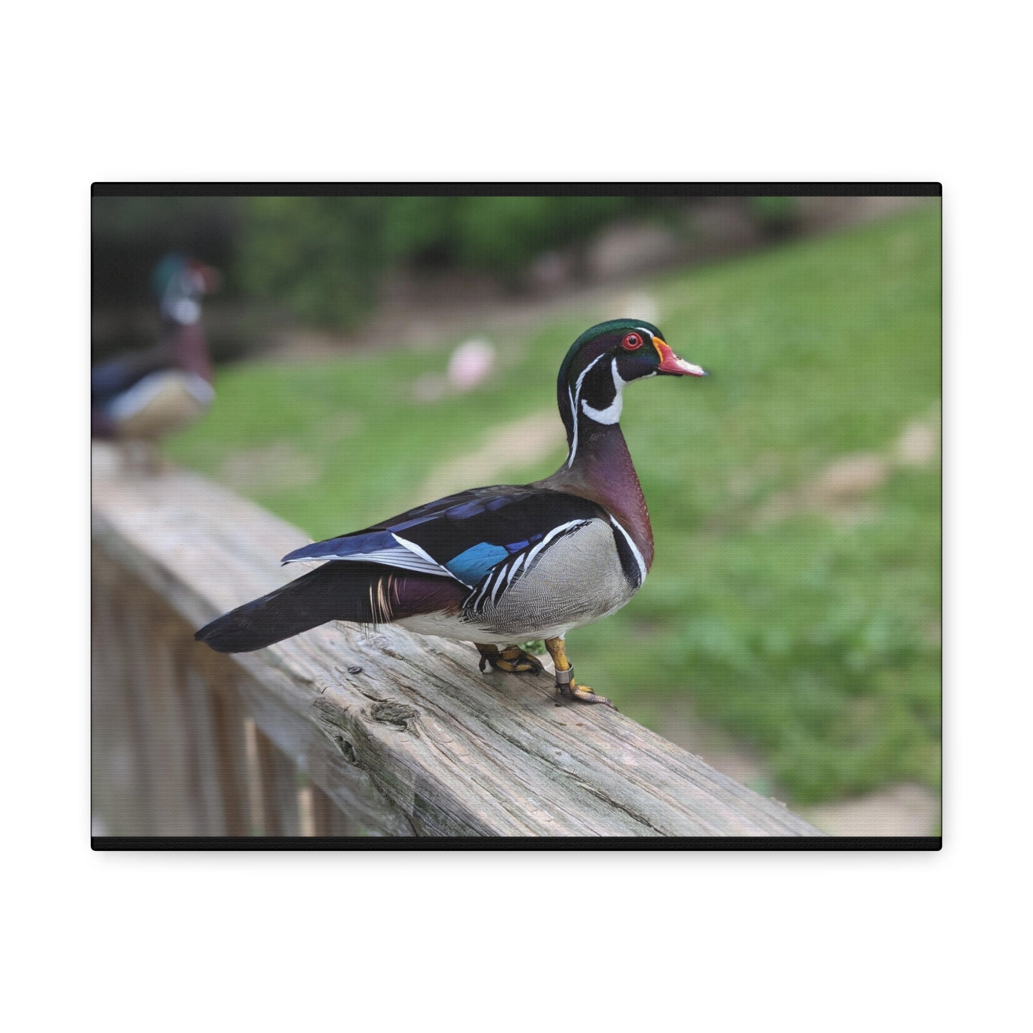 Wood Duck on a Wood Deck - Etsy