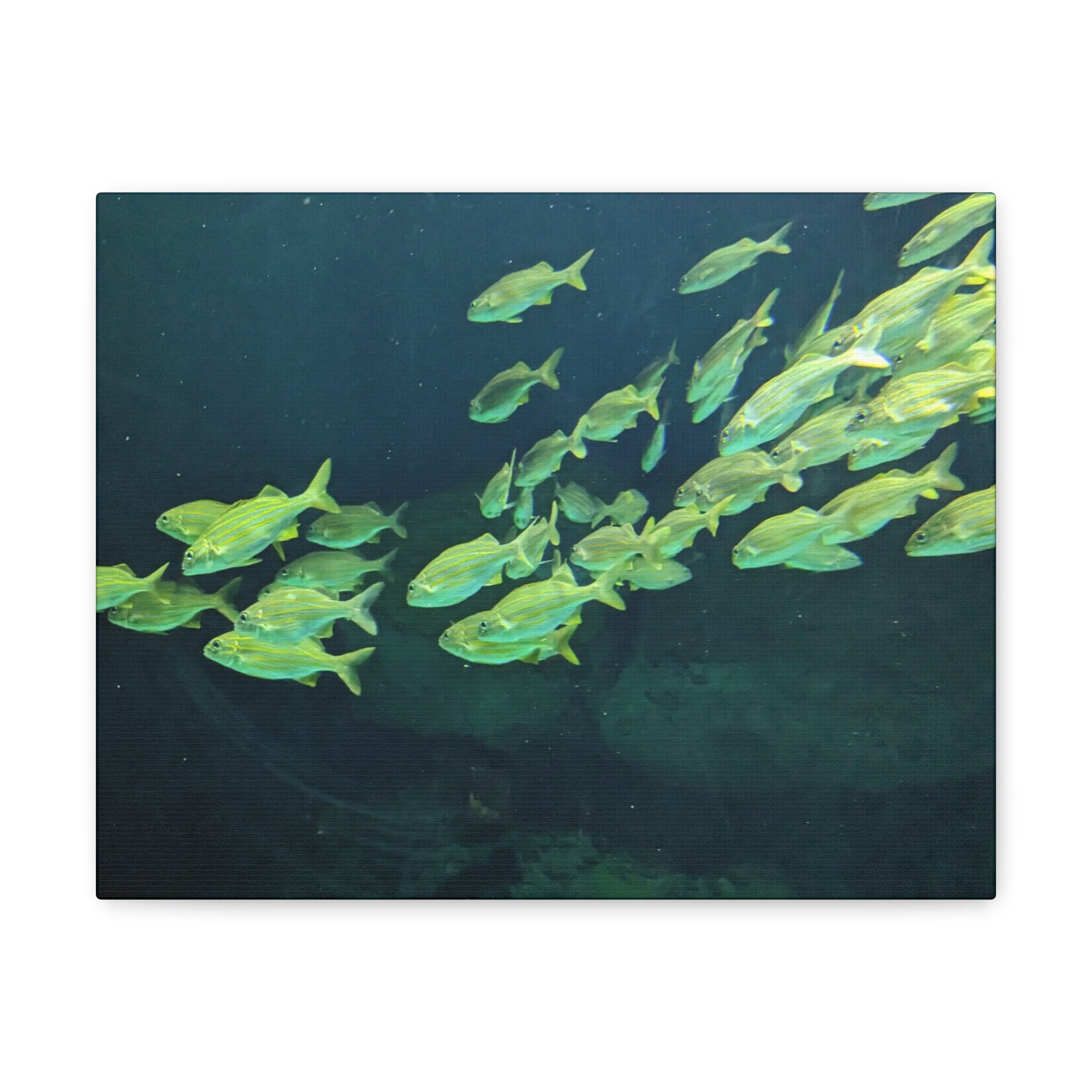 A School of Yellowtail Snapper - Etsy