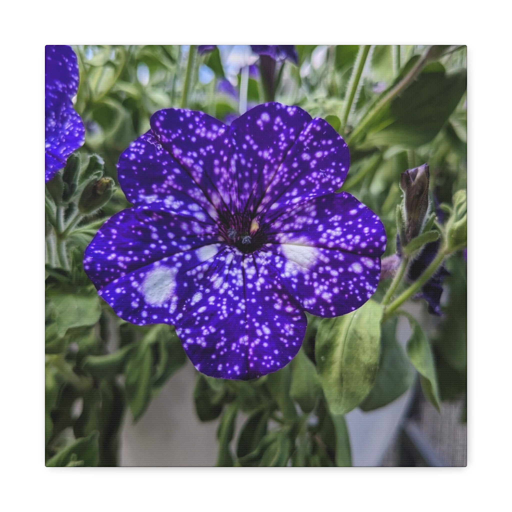Spotted Petunia - Etsy