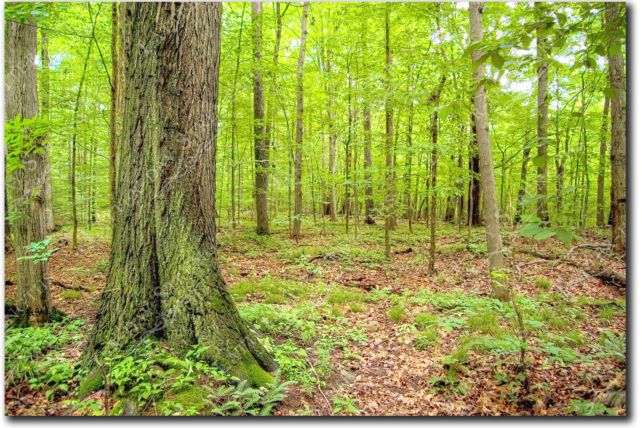 Sacred Grove