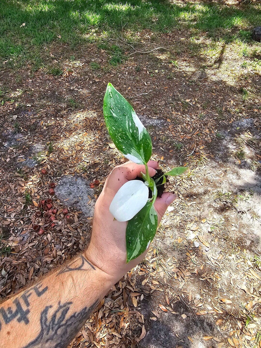 Philodendron White Wizard Starter Plant Great Color and Root System - Etsy