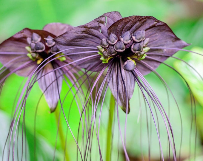Black Bat (tacca Chantrieri) Plant Starter Beautiful Flower - Etsy