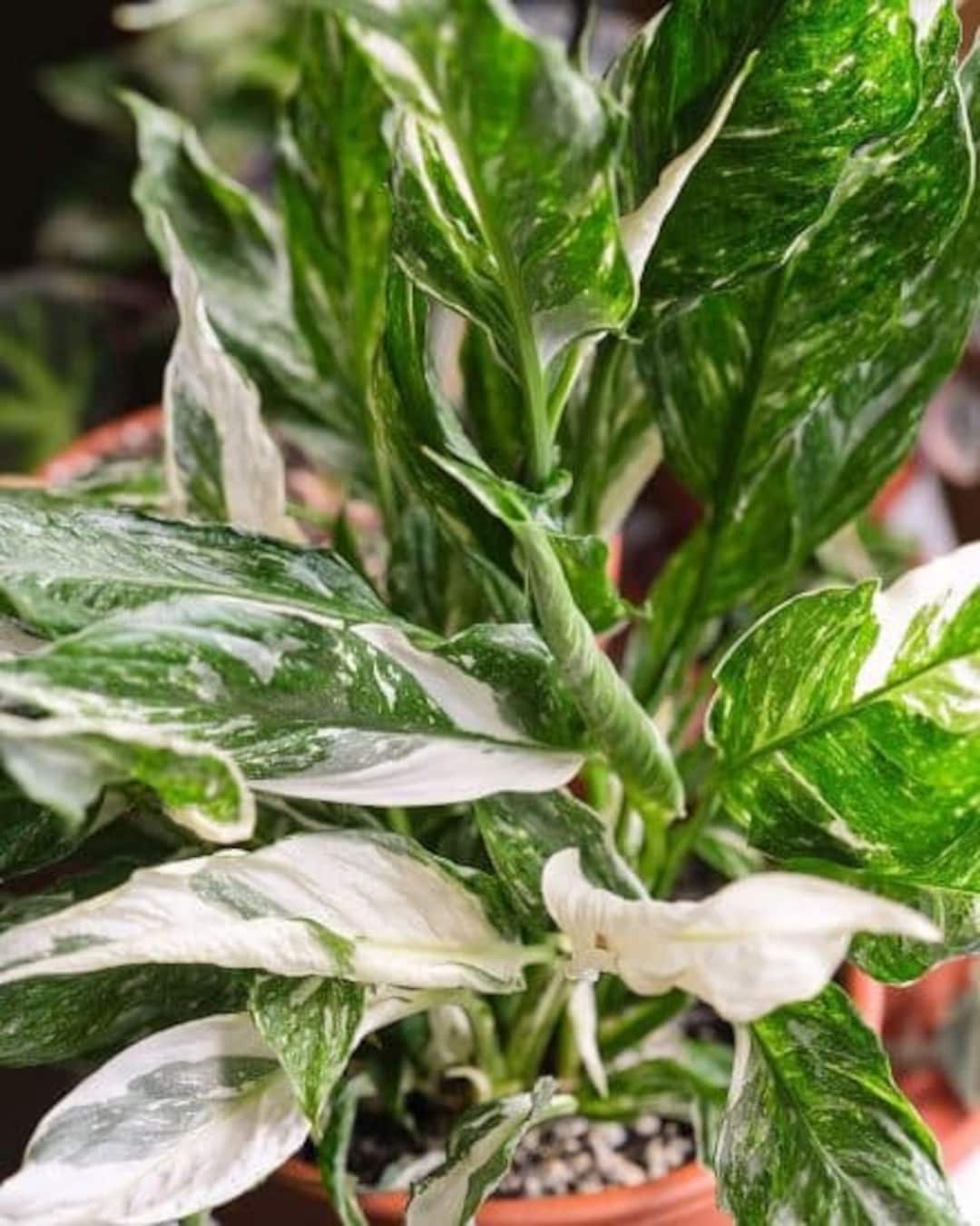Spathiphyllum Jet Diamond Variegated Peace Lilly Starter Plant - Etsy
