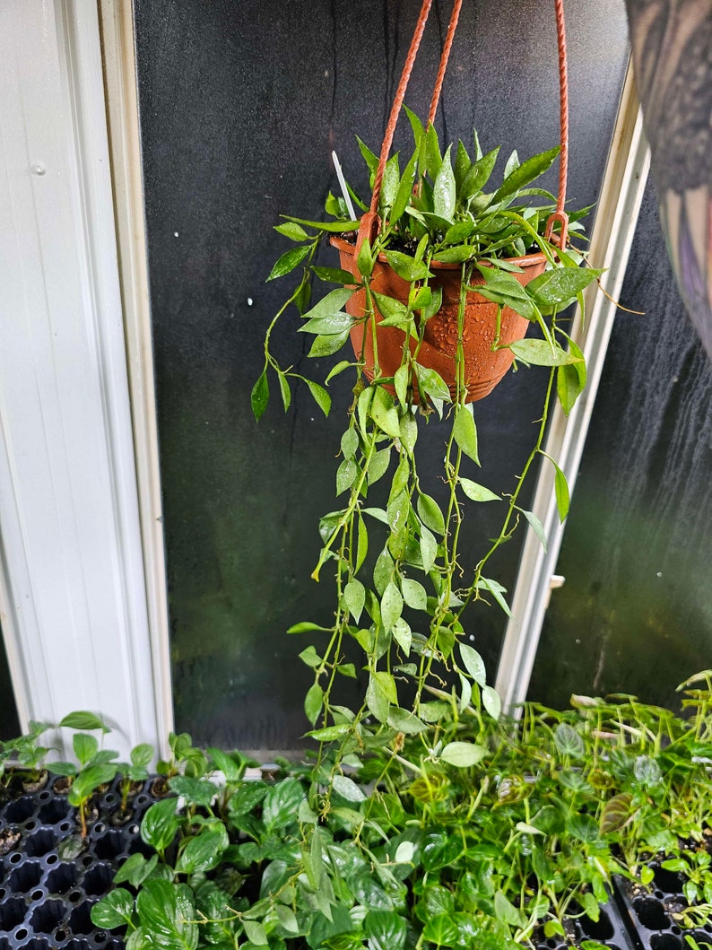 Hoya Lacunosa Mint 6 Mother Plant Long Tendrils Beautiful Plant See ...