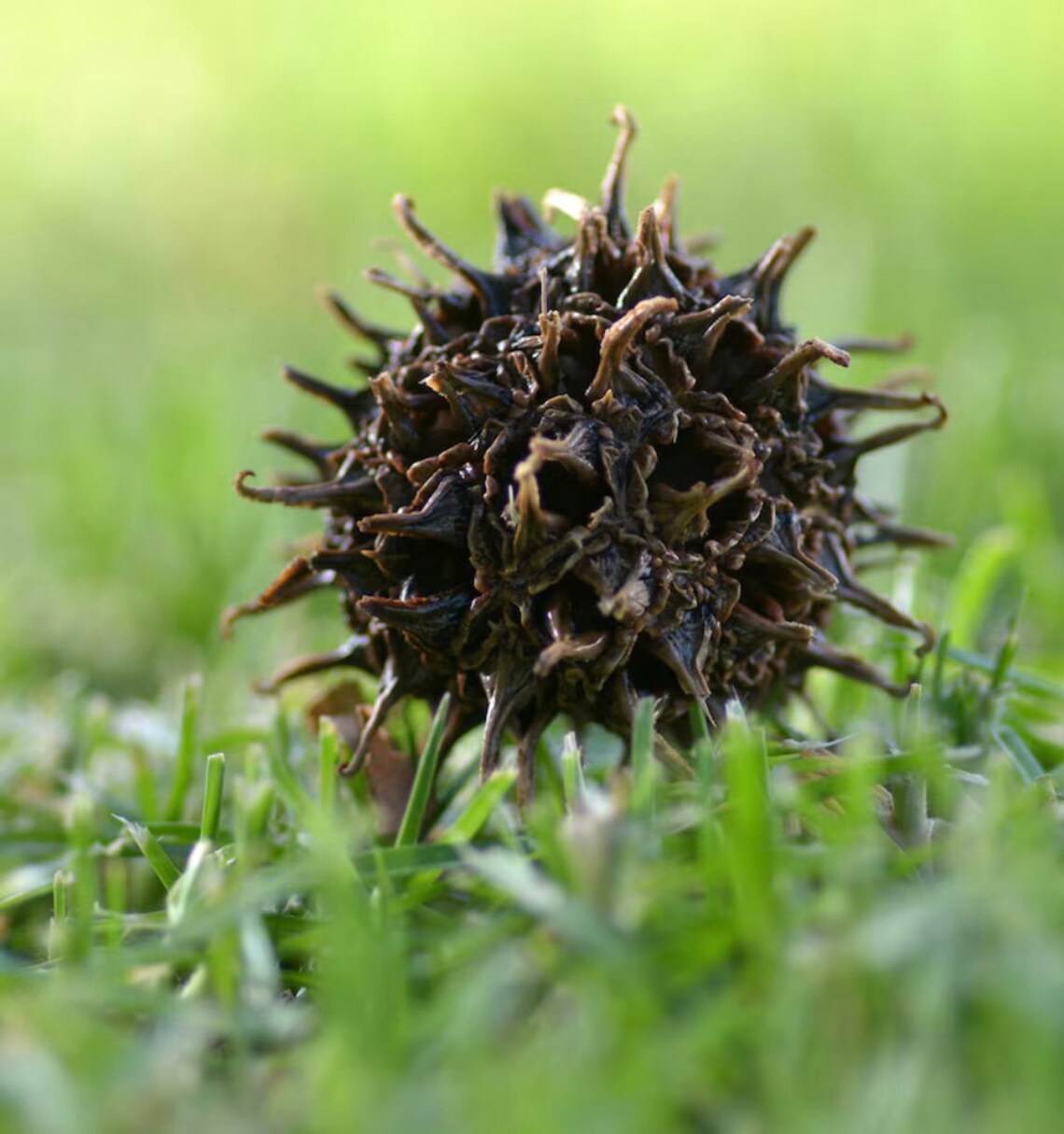 Sweet Gum Balls - Etsy