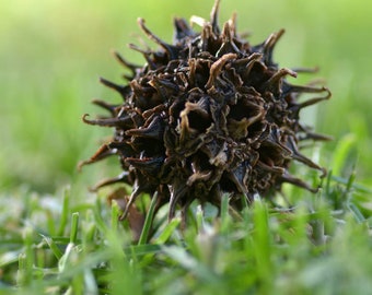 Sweet Gum Balls, Nature Craft Supply, Seeds, Potpourri, Rustic Decor - Etsy