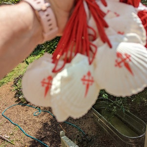 Small Camino Scallop Shells With Red Cross / Camino De Santiago ...