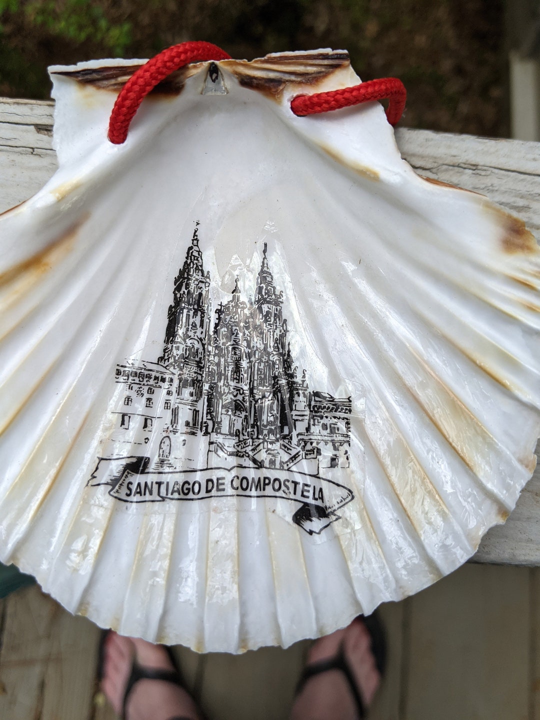 Camino De Santiago Pilgrim Scallop Shells / Inside Image of the ...