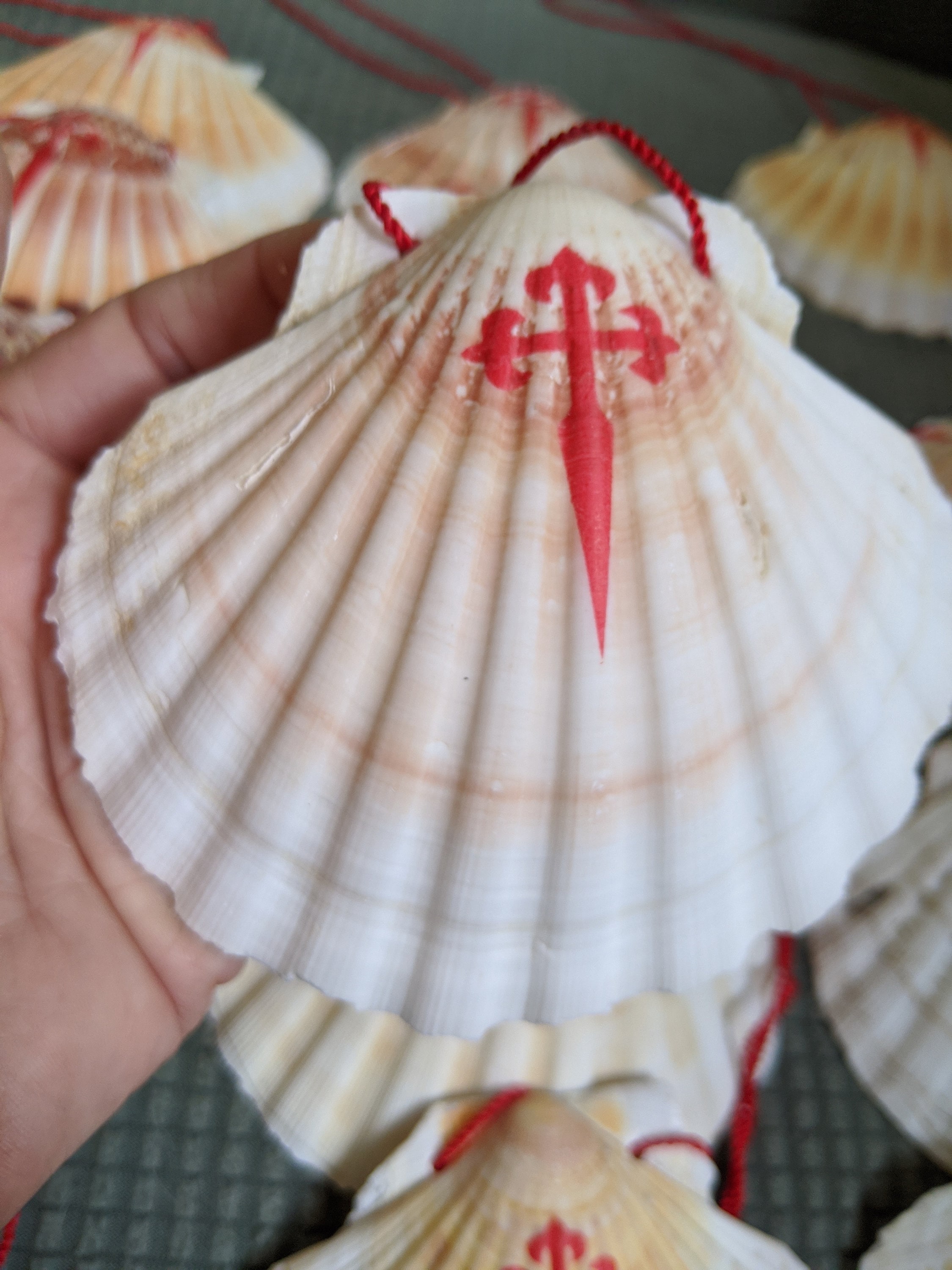 Natural Colorful Camino De Santiago Scallop Shell / Pilgrim / - Etsy