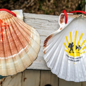 NEW Camino De Santiago Pilgrim Scallop Shells / Inside Image - Etsy