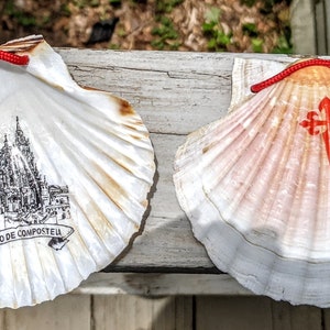 NEW Camino De Santiago Pilgrim Scallop Shells / Inside Image of the ...