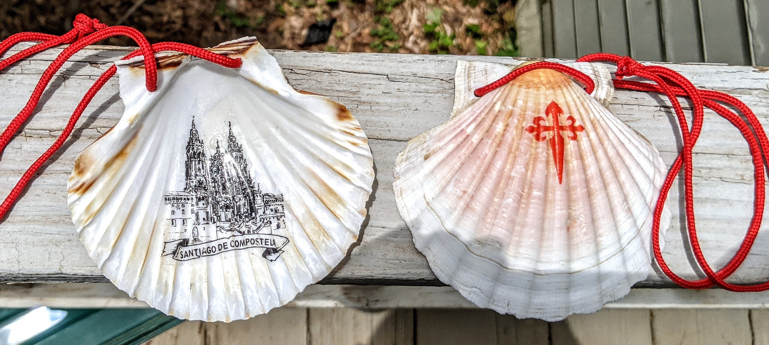 NEW Camino De Santiago Pilgrim Scallop Shells / Inside Image | Etsy
