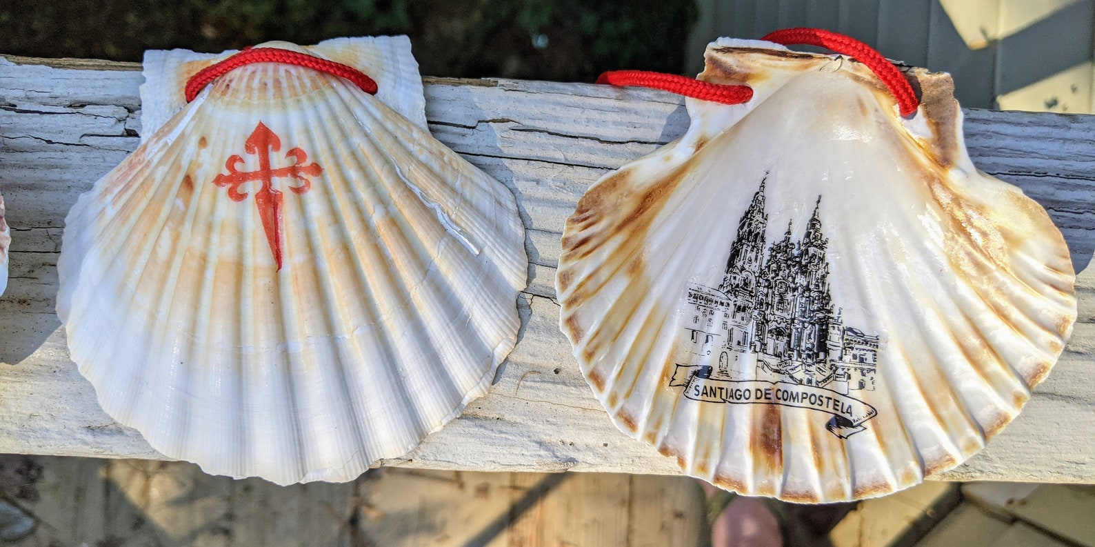 NEW Camino De Santiago Pilgrim Scallop Shells / Inside Image | Etsy