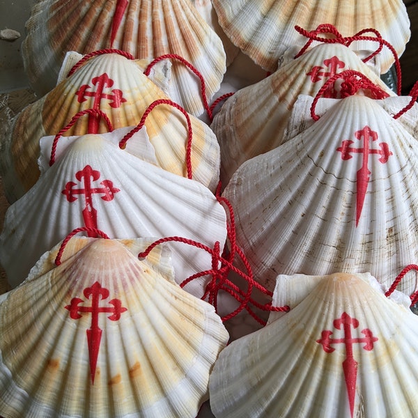 Scallop Shell - Etsy