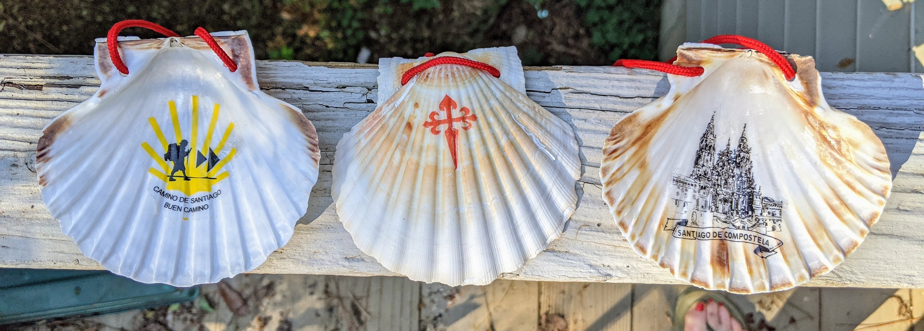 NEW Camino De Santiago Pilgrim Scallop Shells / Inside Image | Etsy