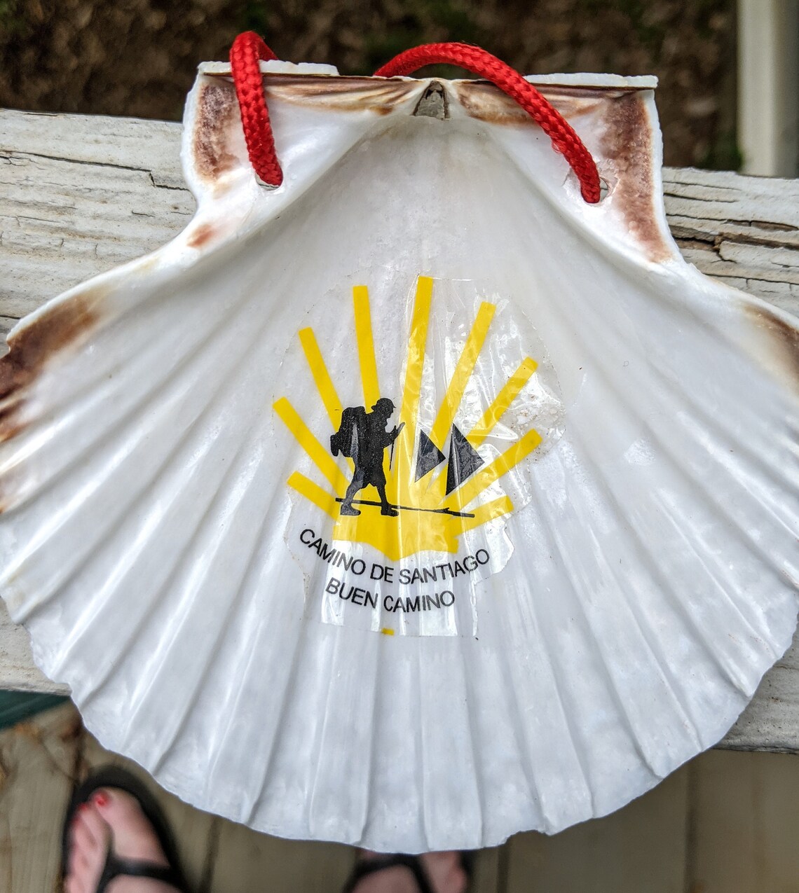 NEW Camino De Santiago Pilgrim Scallop Shells / Inside Image | Etsy