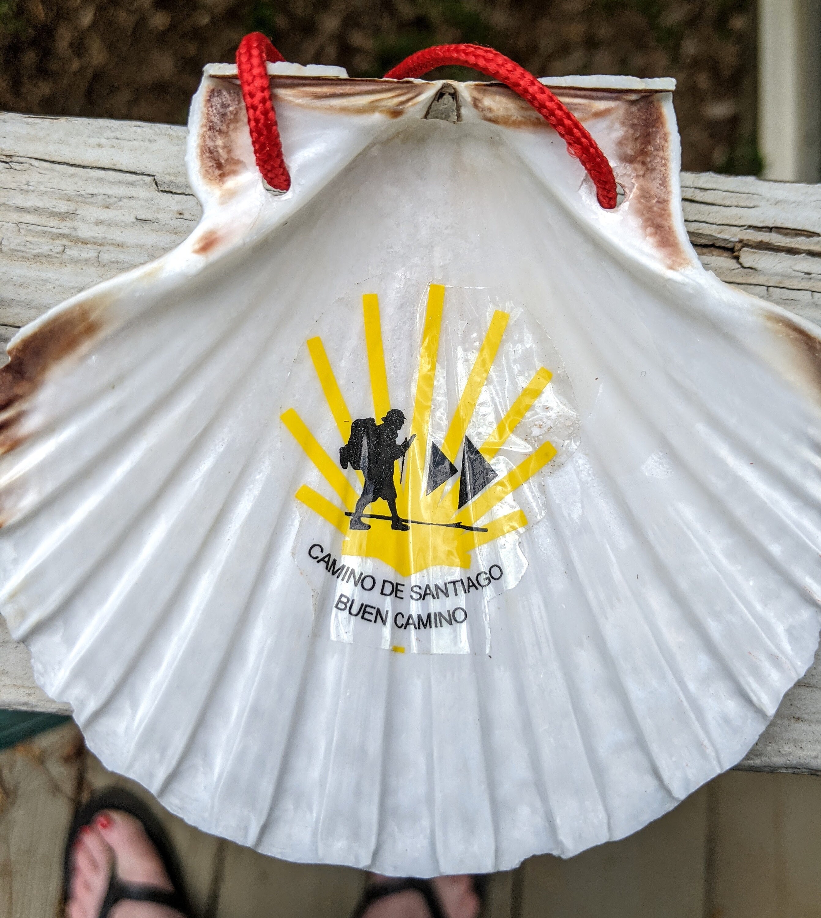 NEW Camino De Santiago Pilgrim Scallop Shells / Inside Image - Etsy