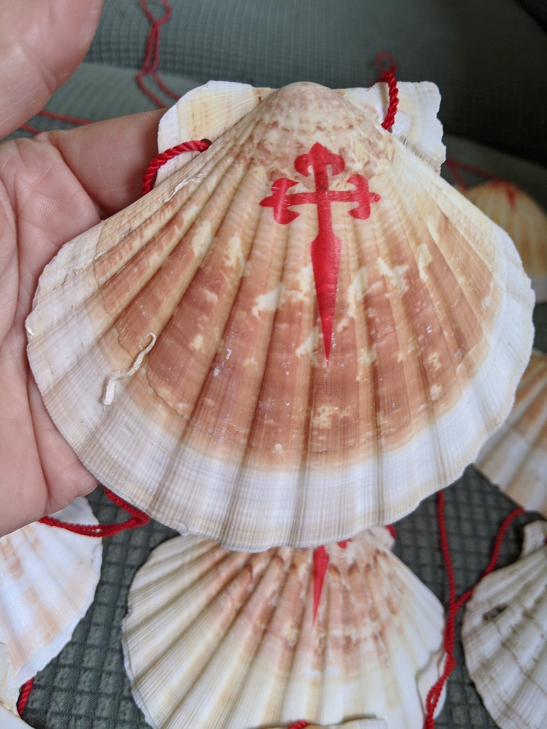 Natural Colorful Camino De Santiago Scallop Shell / Pilgrim / - Etsy