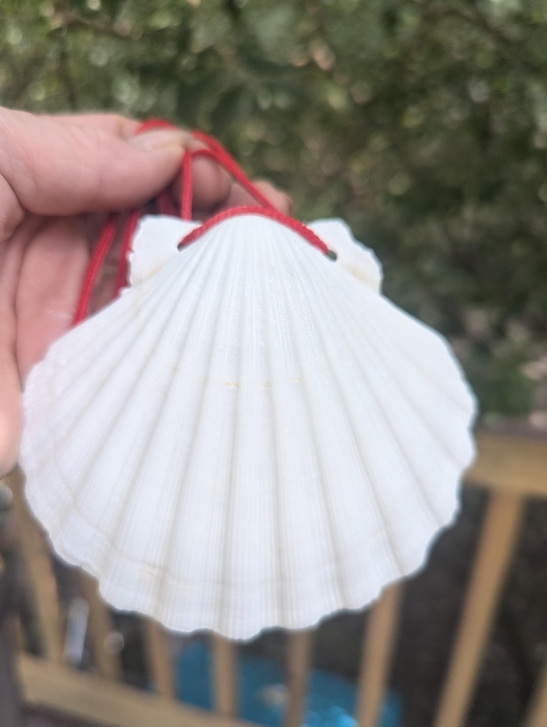Camino De Santiago Scallop Shell / White / Pilgrim / Backpack / St ...