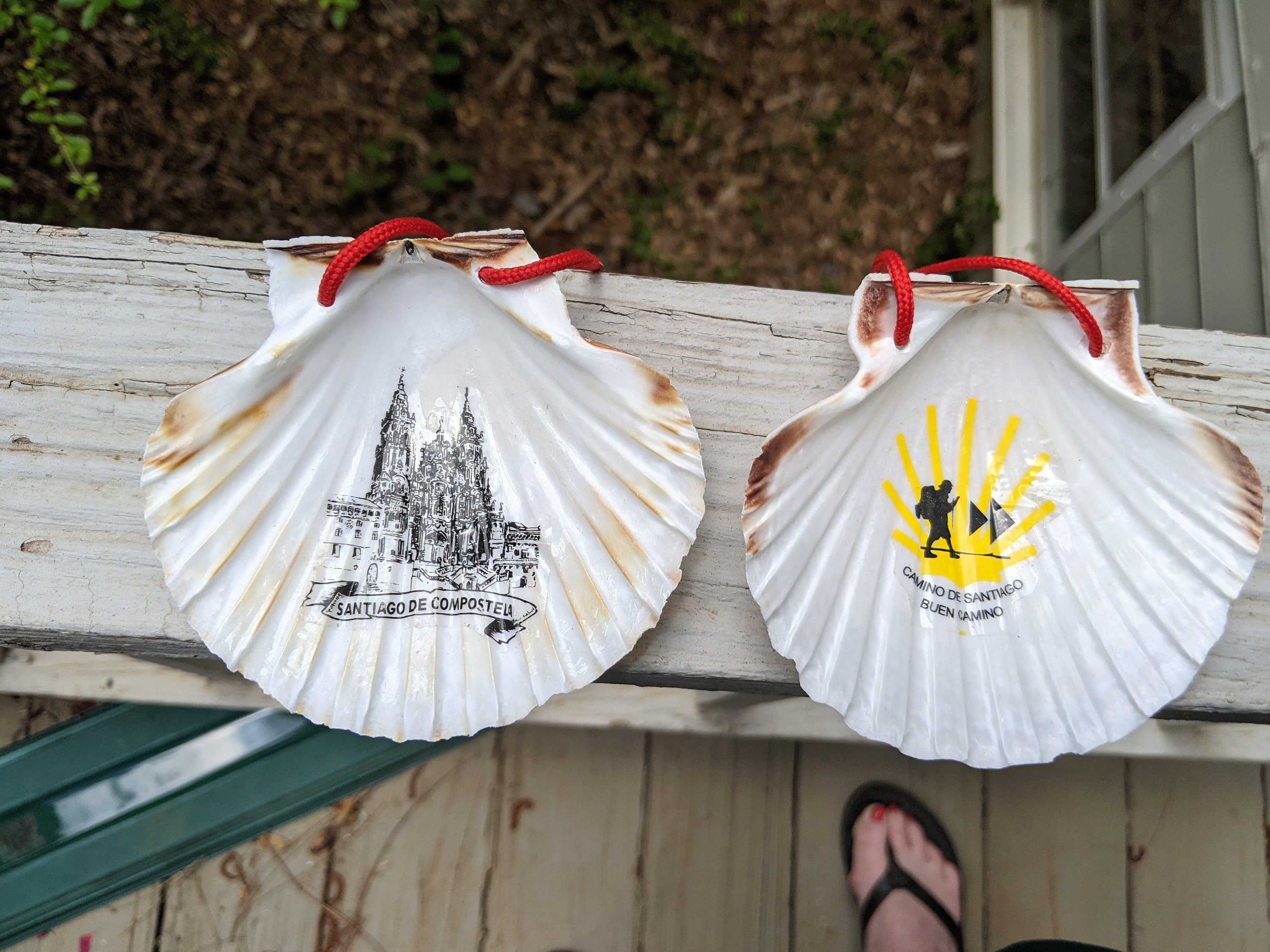 NEW Camino De Santiago Pilgrim Scallop Shells / Inside Image | Etsy