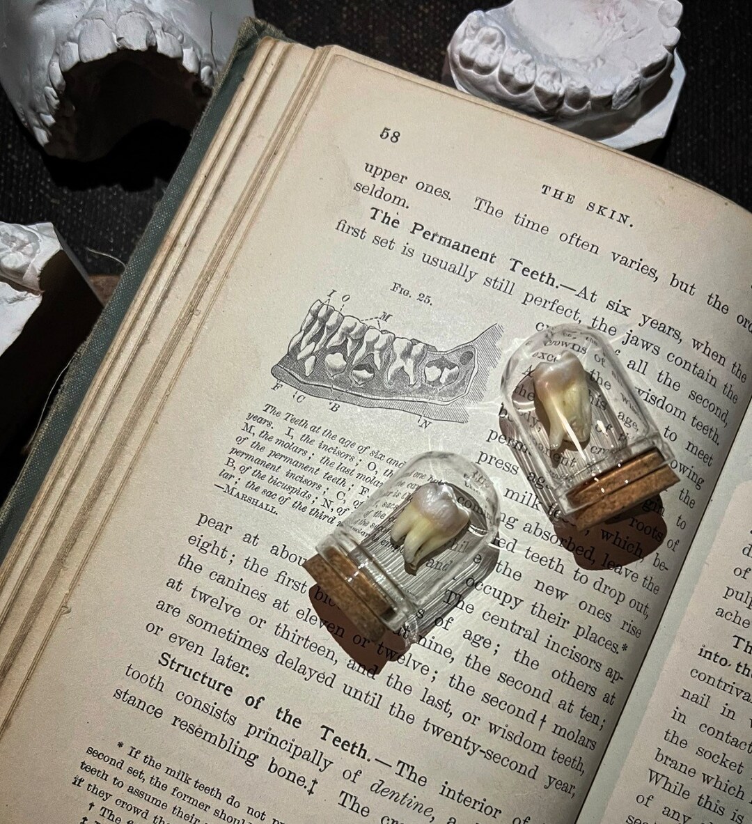 Wisdom Tooth in Glass Vial Real Human Tooth Teeth Specimen Vintage ...