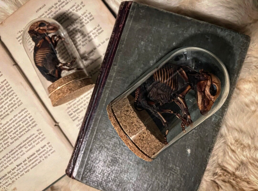 Mummified Piglet Real Anatomical Preserved Taxidermy Pig in Dome Cloche ...