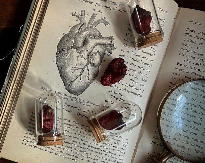Mummified Heart Real Anatomical Preserved Taxidermy Heart in Dome ...